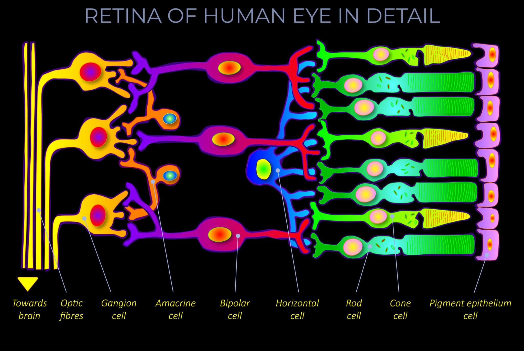 Retina of Human Eye in Detail