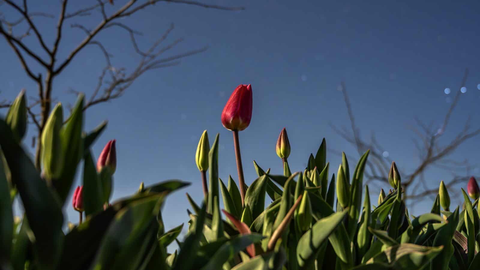Would You Go See the Tulips… at Night? - Seattle magazine
