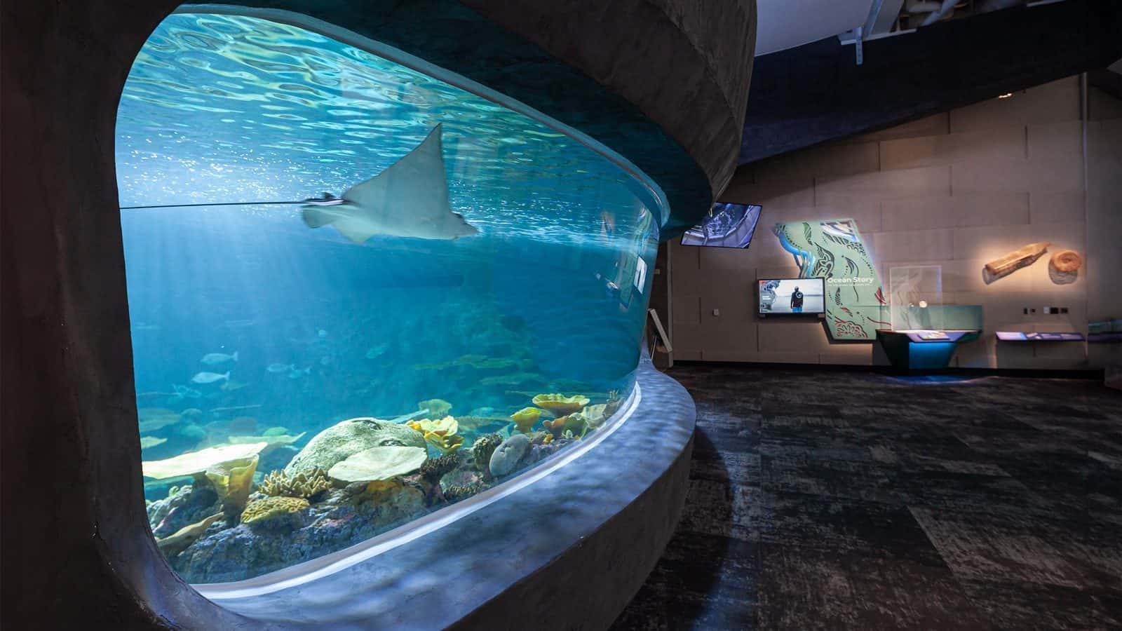 Dive into the Design Behind Seattle Aquarium’s New Ocean Pavilion ...