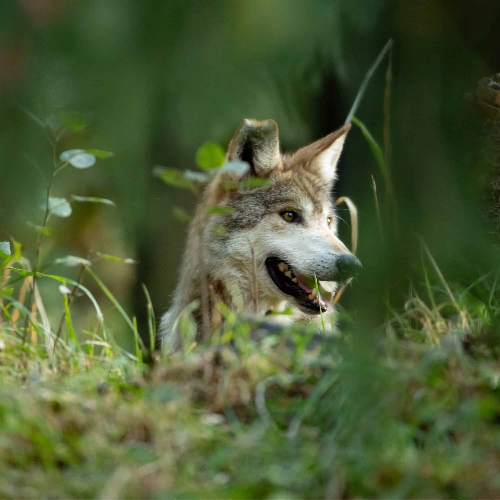 Sano Expands with New Eastside Locations - Seattle magazine