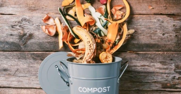 Vad kan man lägga i komposten? - Bäst i Hemmet