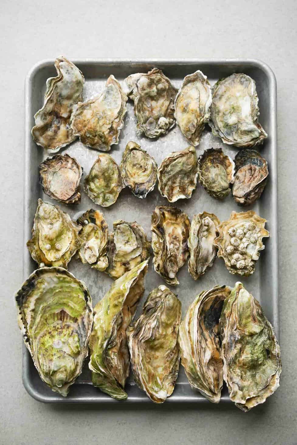 Can You Freeze Oysters: Ultimate Guide to Safe Freezing Tips – buzzlyo