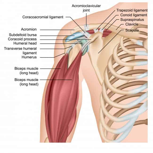 clavicle physio