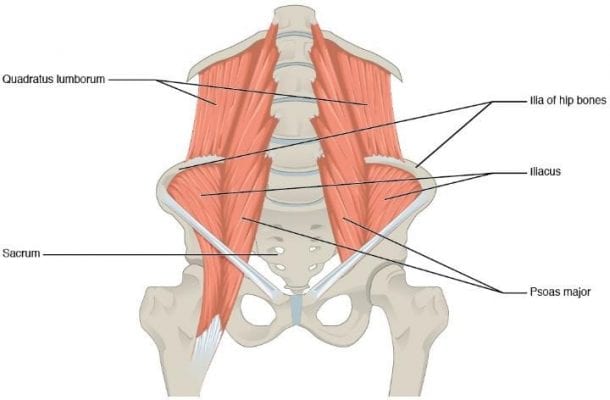 obliquus internus abdominis function
