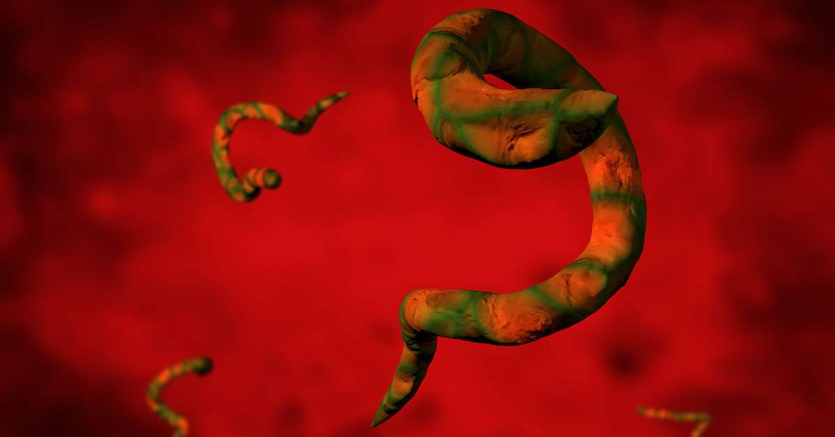 Toxoplasmosis Of Brain | How Brain Parasites Directly Alter Brain