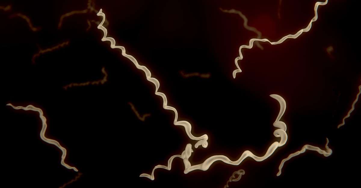 Understanding Spirochetes And Lyme Disease