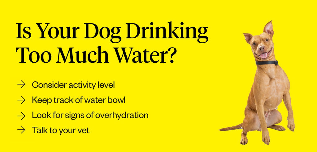 7 Reasons Behind Why is My Dog Drinking a Lot of Water - Land of Animal